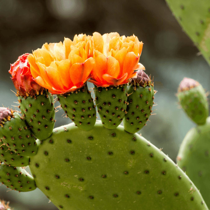 Opuntia - Growing Hobby