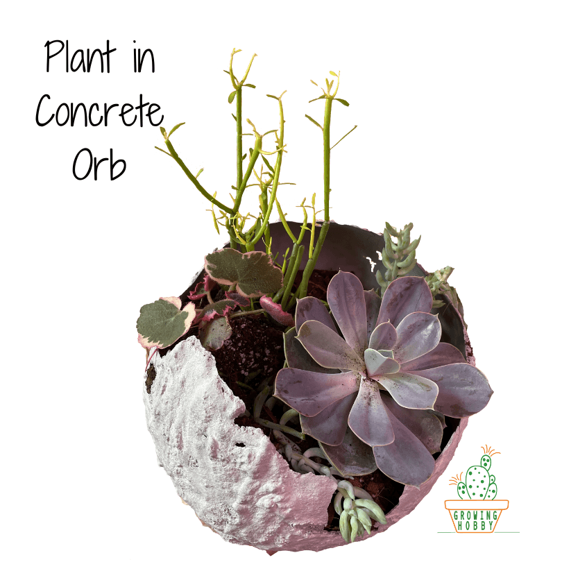 Plant in Concrete Orb 10/3/23 - Growing Hobby