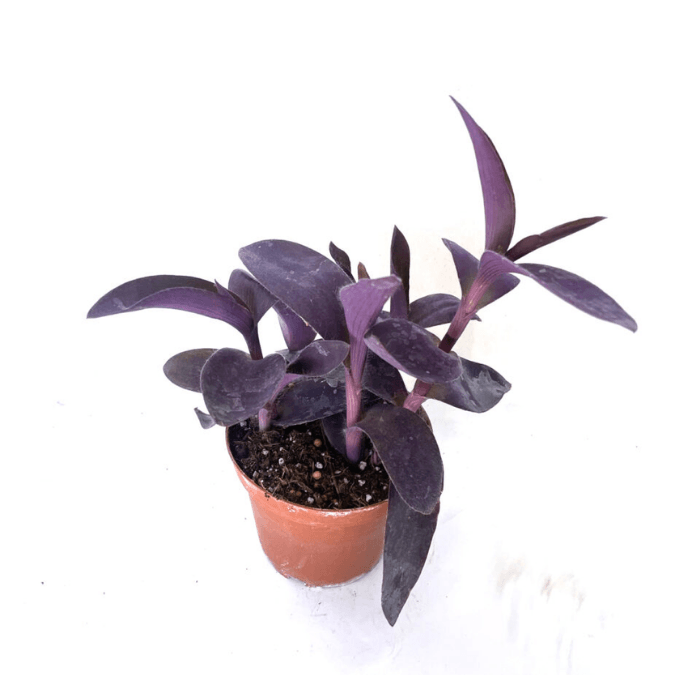 Tradescantia - Growing Hobby