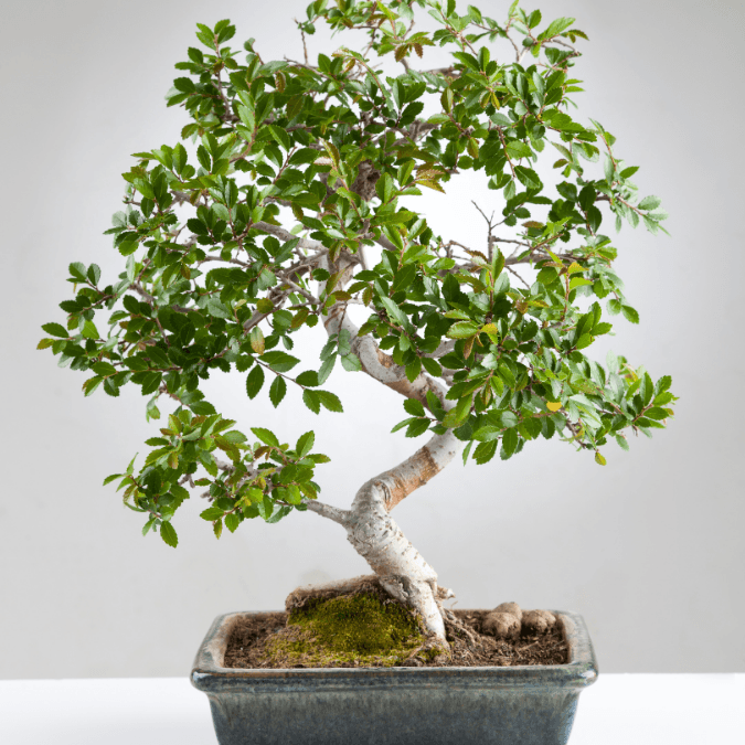 Fukien Tea Tree - Growing Hobby