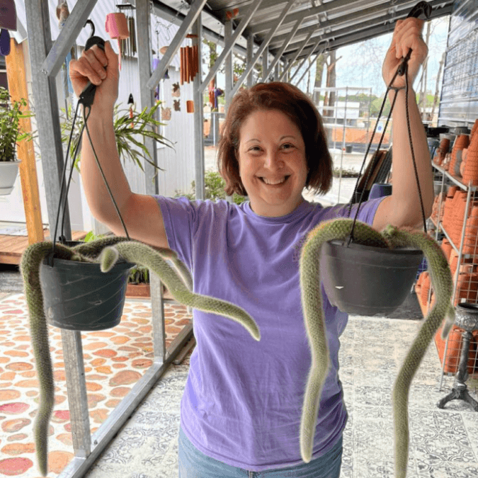 Monkey Tail Cactus - Growing Hobby