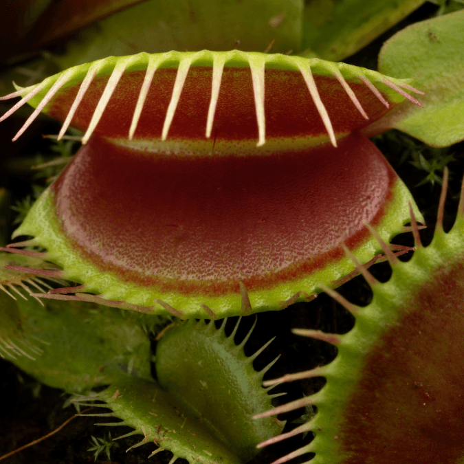 Dionaea | Venus Fly Trap - Growing Hobby
