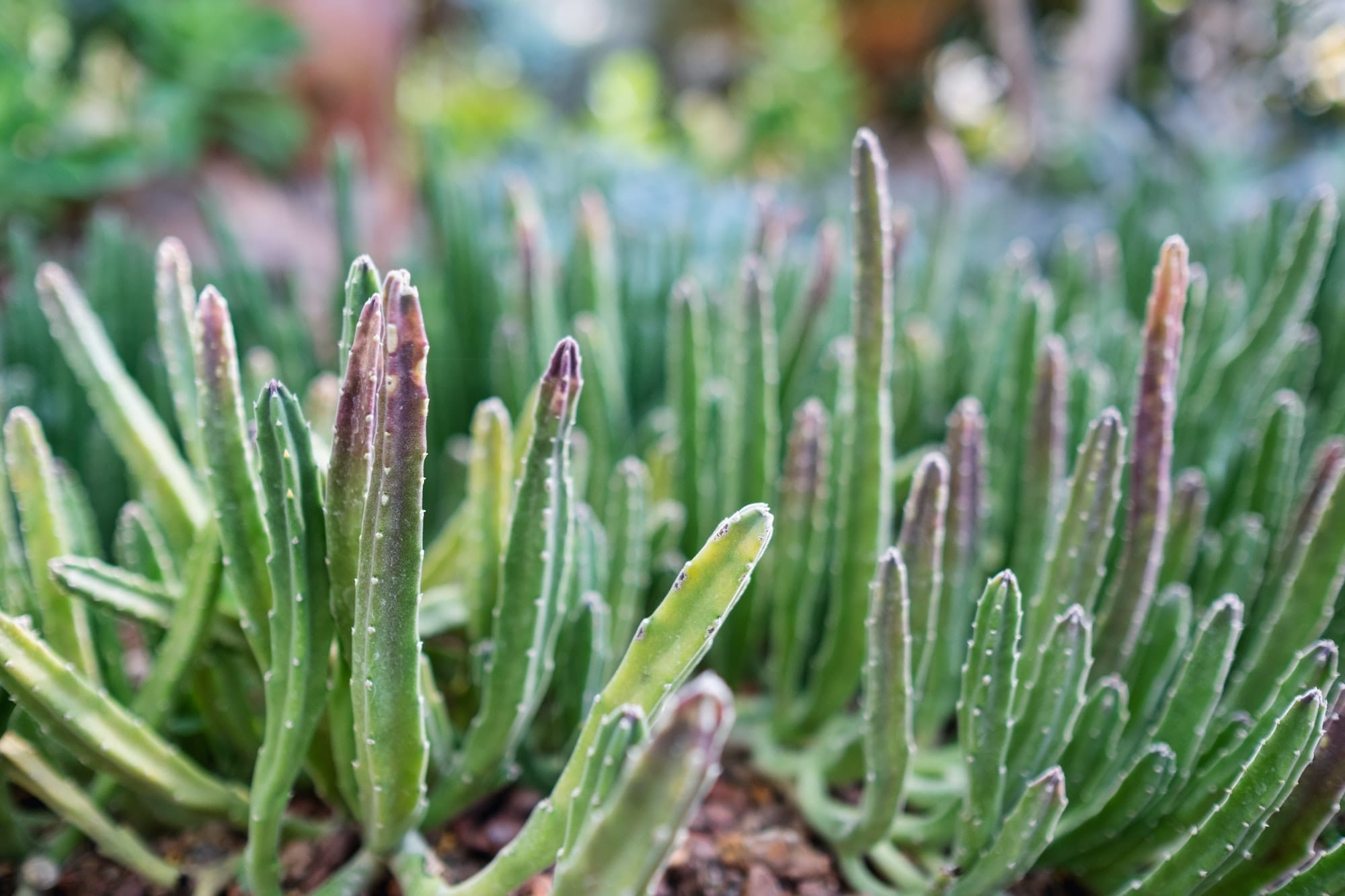 Stapelia, Huernia, and Orbea - Growing Hobby