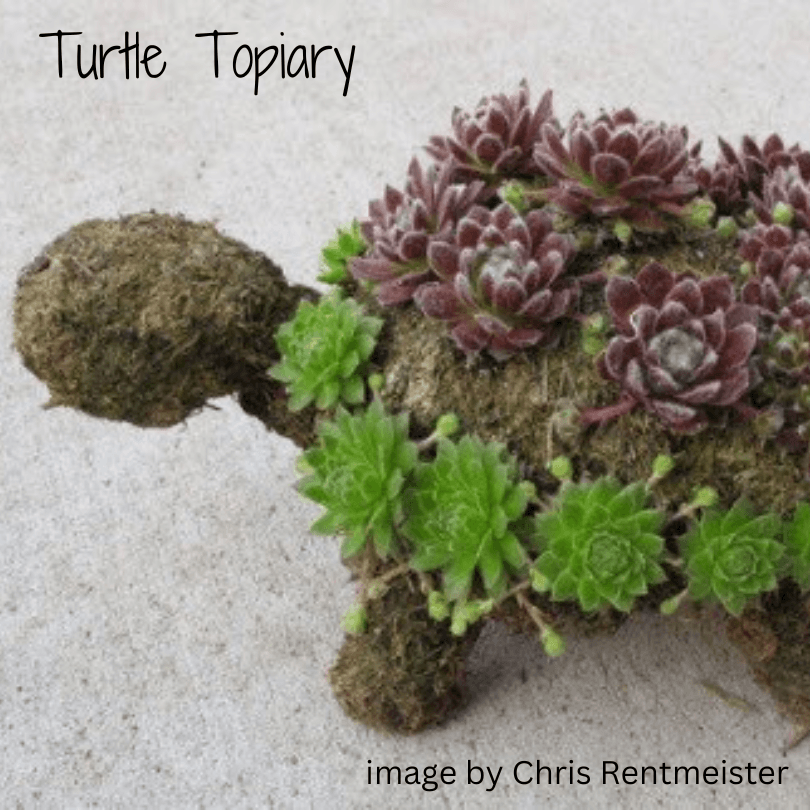 Turtle Topiary Workshop 5/25/23 - Growing Hobby
